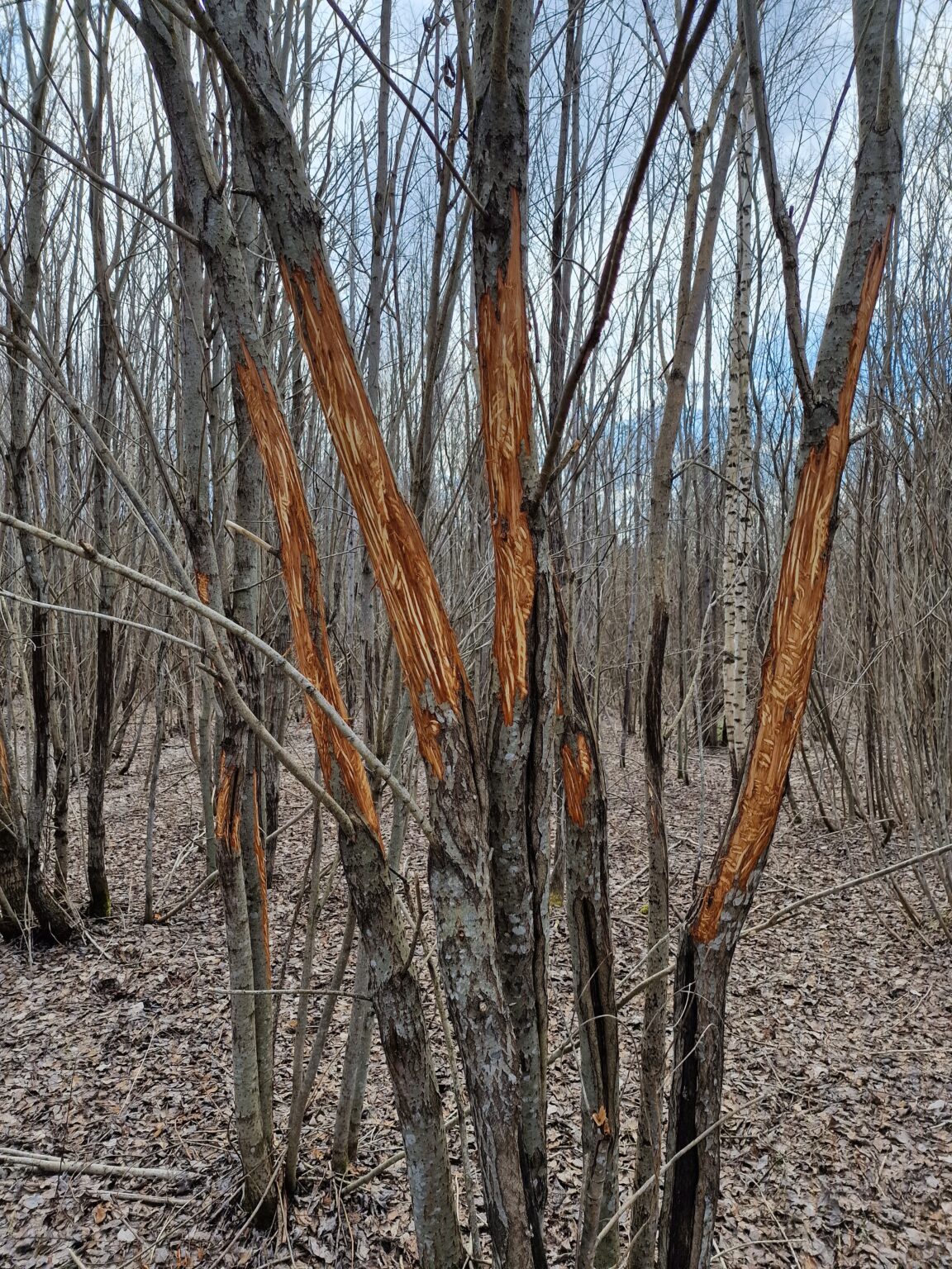 Järvselja raja-ja kaardimeistri infokillud: Peep Teppo, Markus Puusepp ...